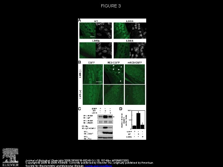 Mutations Causing DOK 7 Congenital Myasthenia Ablate Functional