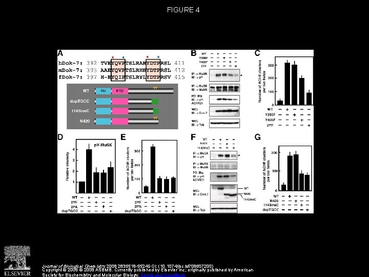 Mutations Causing DOK 7 Congenital Myasthenia Ablate Functional