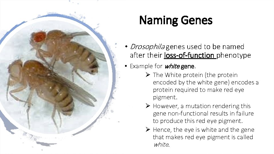 Intro to Genetic Terminology Vocabulary A flys phenotype