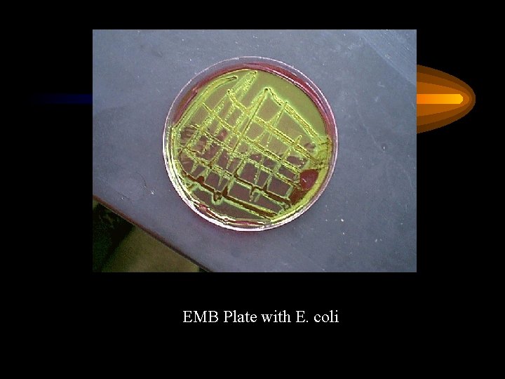 Bacterial Cultivation I Bacterial Media A Nutrient Broth