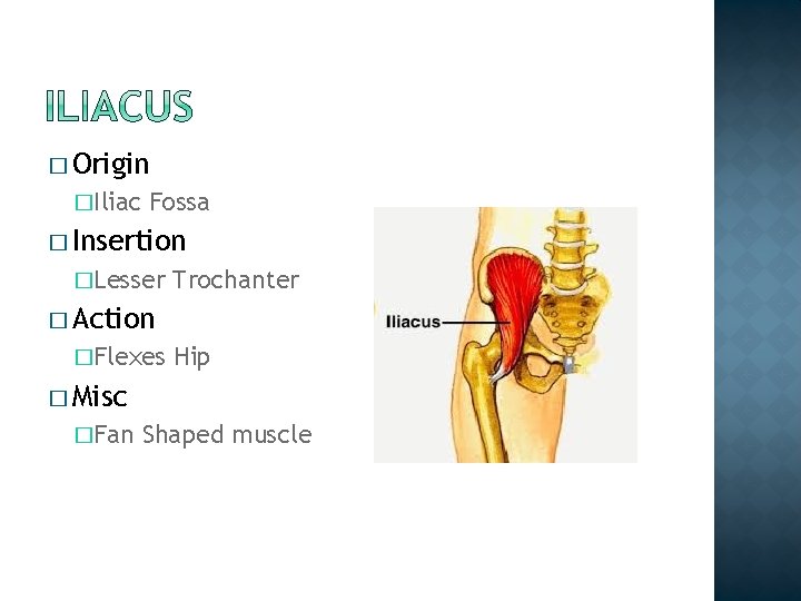 Origin Iliac Fossa Insertion Lesser Trochanter Action Flexes