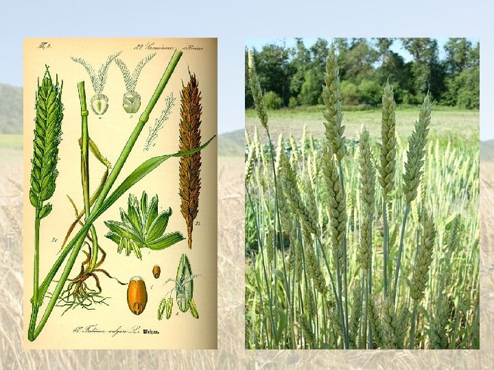 OBILNINY o s obilniny jednoron kultrne rastliny ktor