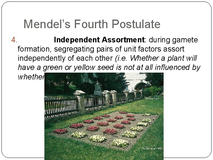 Genetic Continuity Gregor Mendel Punnett Squares Quick Reminders