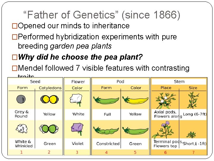 Genetic Continuity Gregor Mendel Punnett Squares Quick Reminders