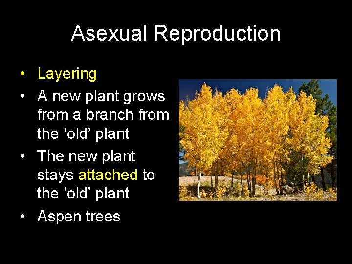 Plants Other types of Reproduction in Plants Reproduction