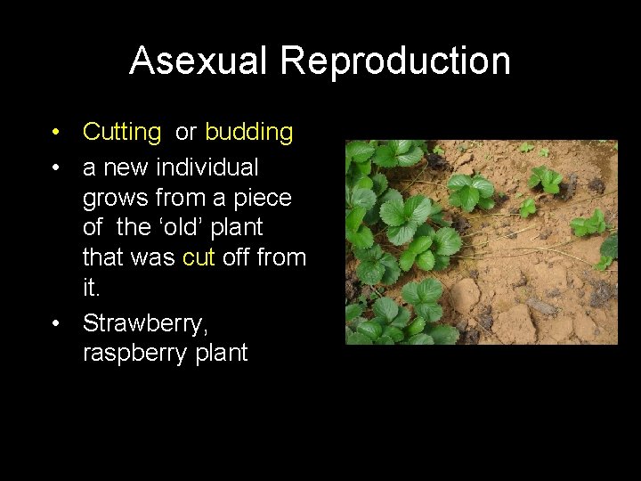 Plants Other types of Reproduction in Plants Reproduction