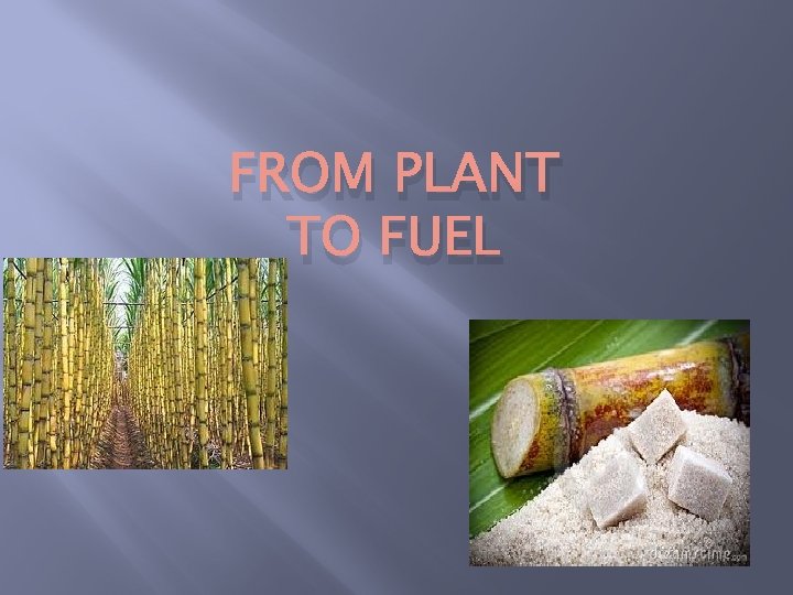 FROM PLANT TO FUEL How it is Made