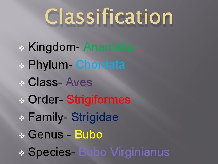 GREAT HORNED OWL By Cade Williams Characteristics v