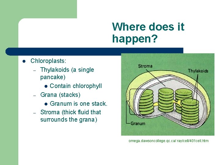 Photosynthesis Using Light Energy to Make Food Photosynthesis