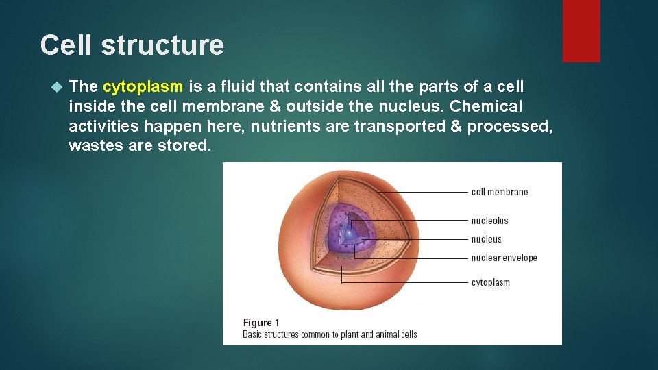 Overview of Cell Structure CELLS ARE THE BASIC