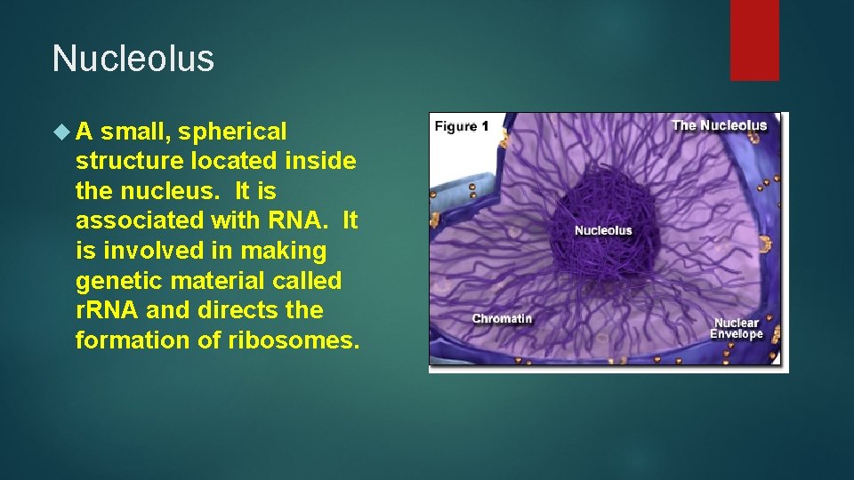 Overview of Cell Structure CELLS ARE THE BASIC