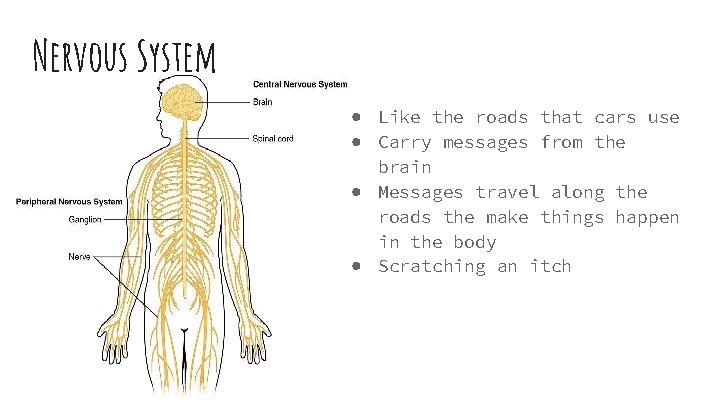 Human Body Marisa Laing APRN Trauma Service University
