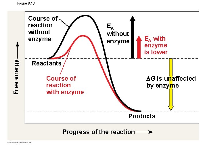 Concept 4 Enzymes speed up metabolic reactions by