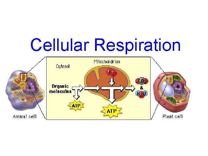 Cellular Respiration Both plant and animal cells carry