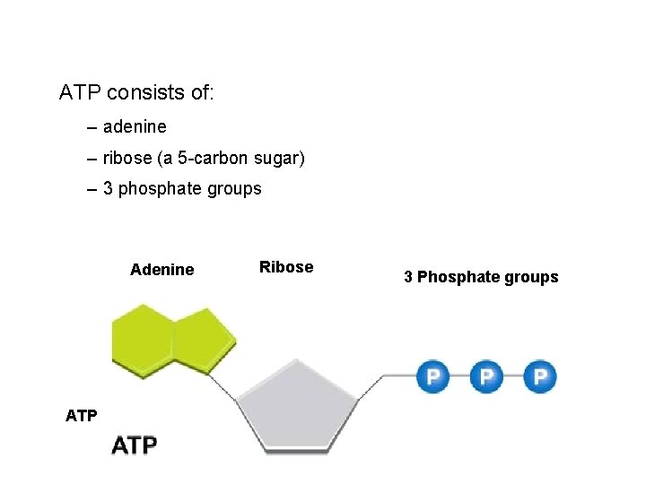 Cellular Respiration Both plant and animal cells carry