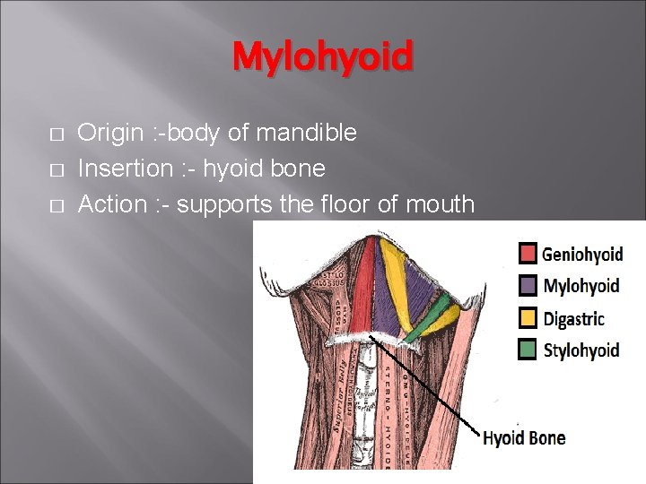Muscles of Head Neck By Dr Pardeep Kumar