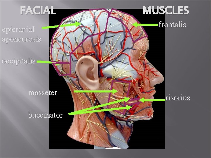 Muscles of Head Neck By Dr Pardeep Kumar