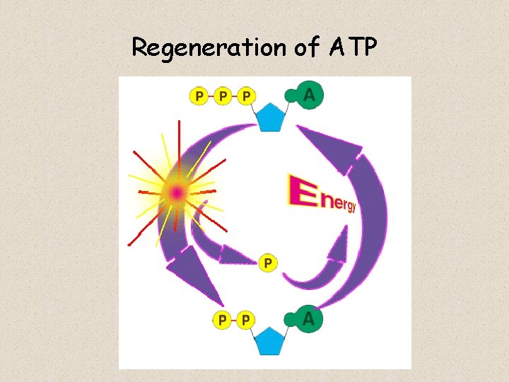 Ch 5 Energy Metabolism 1 Was knocking the