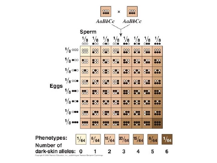 Special Inheritance Patterns Simple Dominance So far we