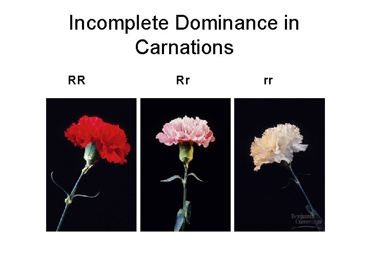 Special Inheritance Patterns Simple Dominance So far we