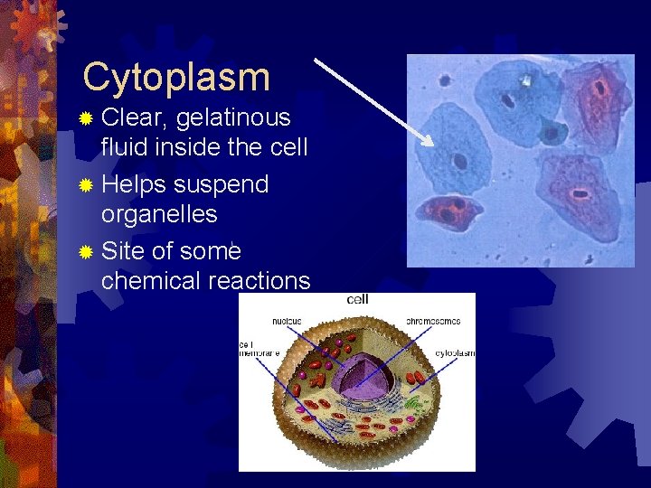 Eukaryotic Cell Structure and Function Characteristics of All