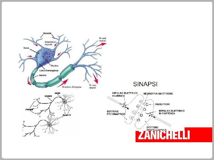 Gerard Tortora Brian Derrickson Conosciamo il corpo umano