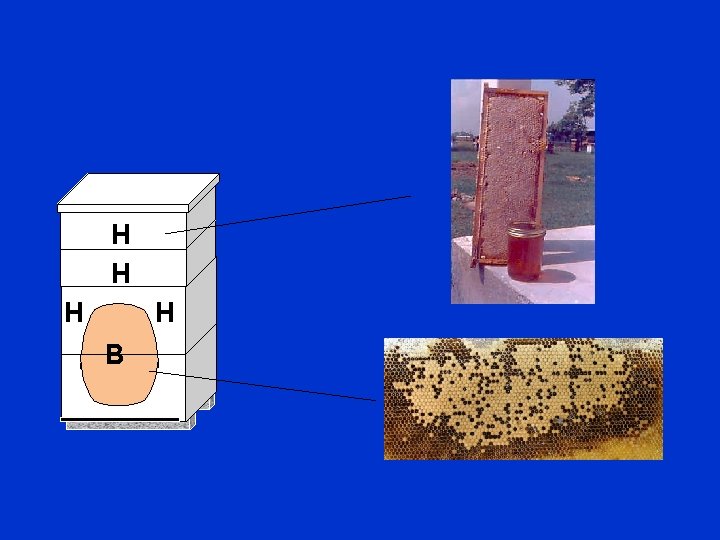 Honey Bees Members of the Colony Drones Mate