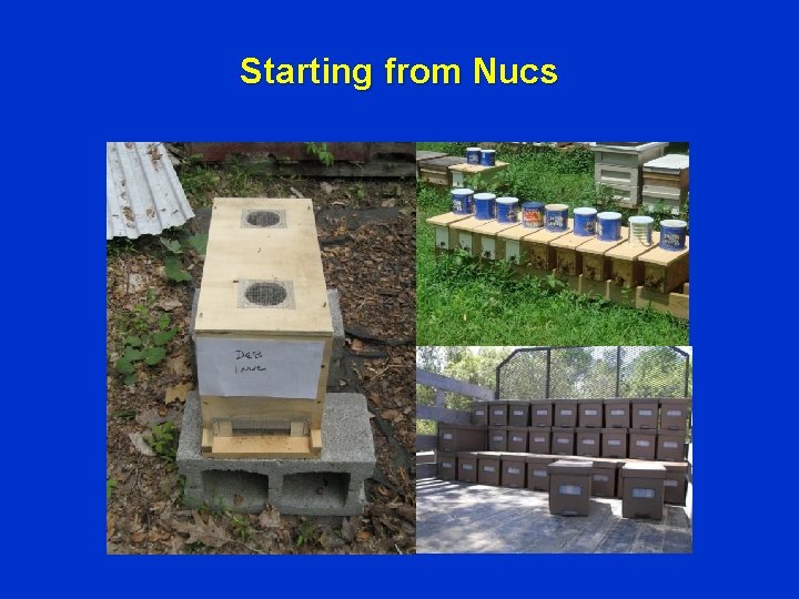 Honey Bees Members of the Colony Drones Mate