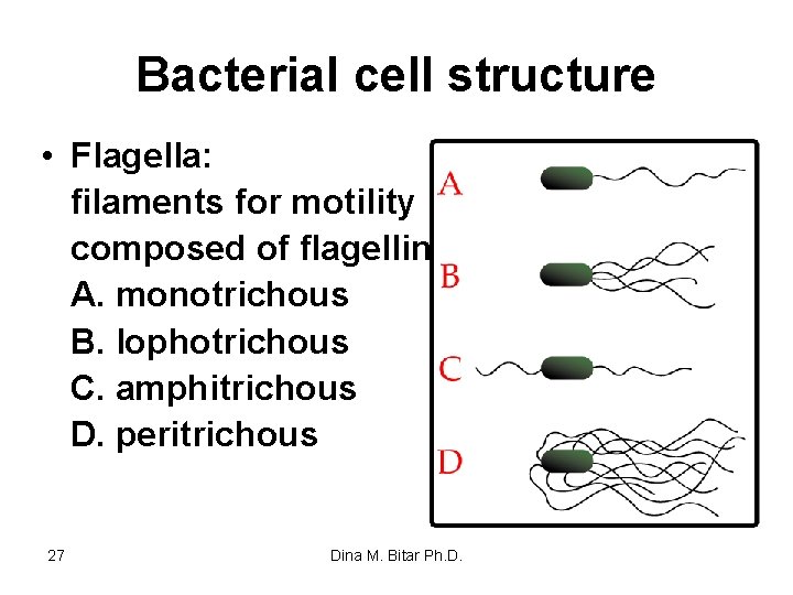 The Microbial World Objectives Main divisions and classification