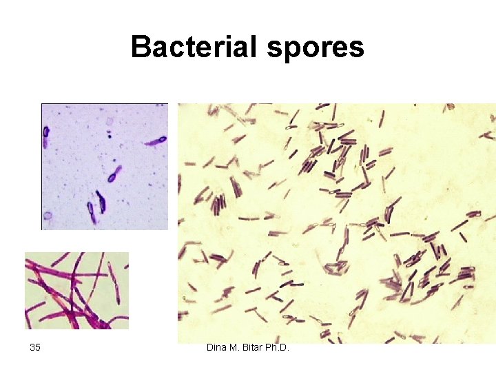 The Microbial World Objectives Main divisions and classification