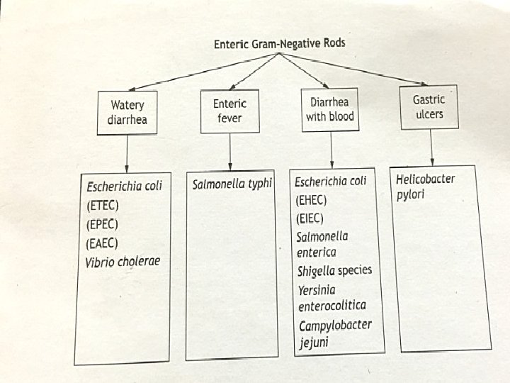 Enteric bacteria Enteric bacteria are bacteria of the