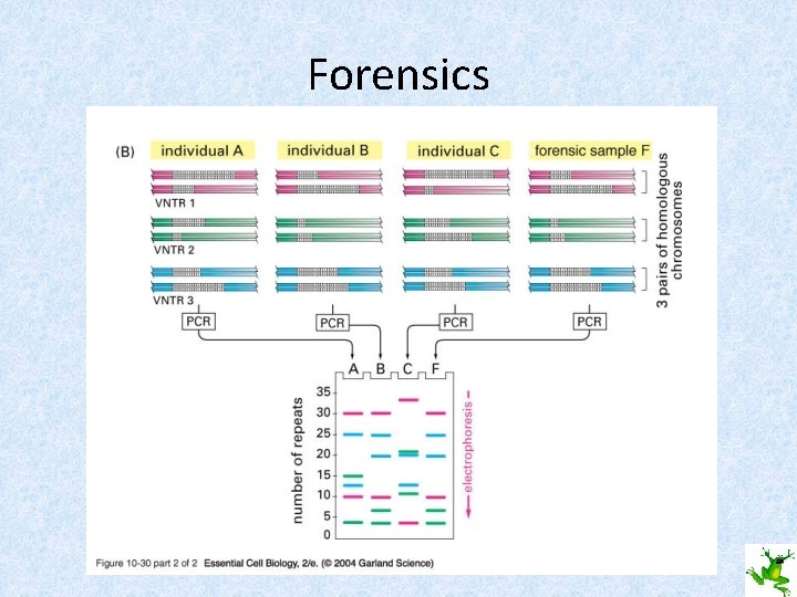 Genetic Engineering Chapter 13 Genetic engineering Making changes