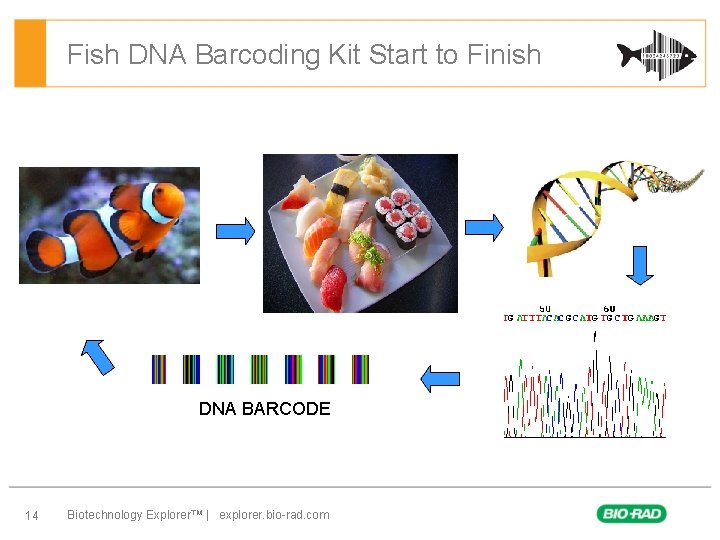 Generate a DNA Barcode and Identify Species Is