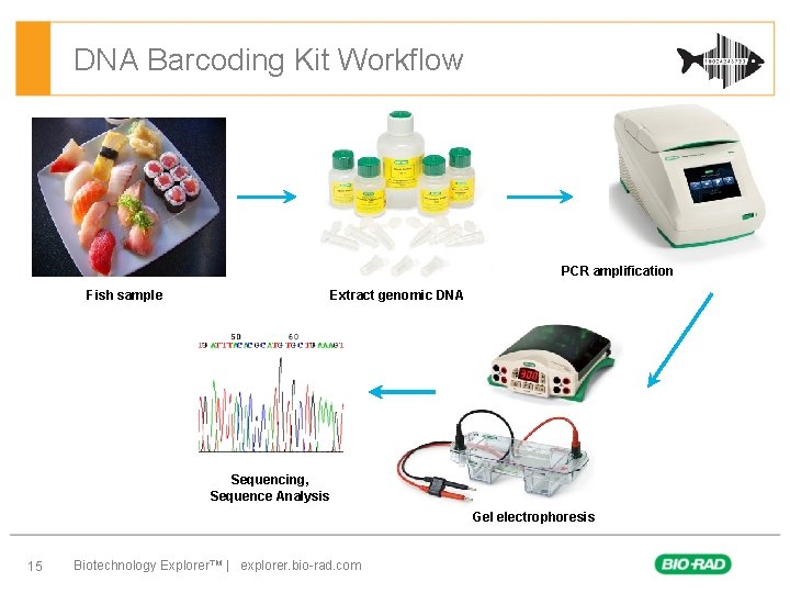 Generate a DNA Barcode and Identify Species Is