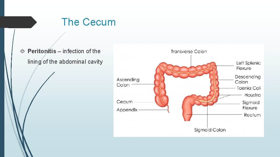 The digestive system Random Fact Large intestine over