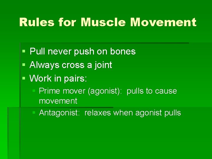 The Muscular System Muscular System The body has