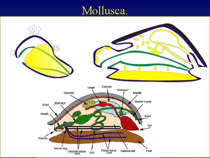 Mollusca Body plan Mantle the skin fold covering