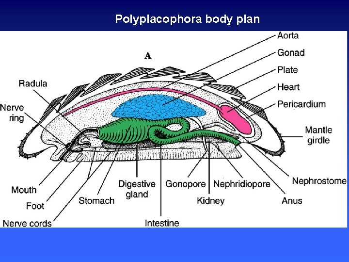 Mollusca Body plan Mantle the skin fold covering
