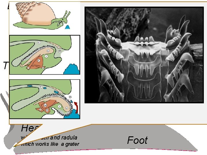 Mollusca Body plan Mantle the skin fold covering