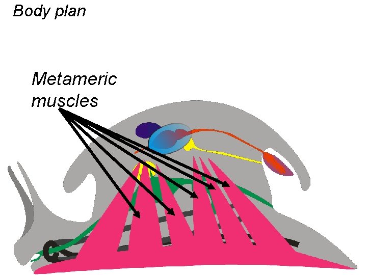 Mollusca Body plan Mantle the skin fold covering