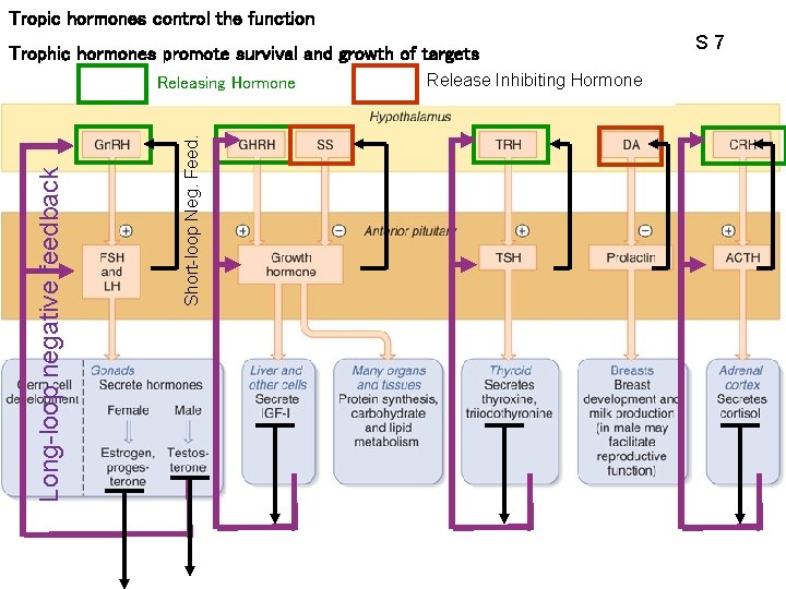 Wednesday 21 September Chapter 11 The Endocrine System