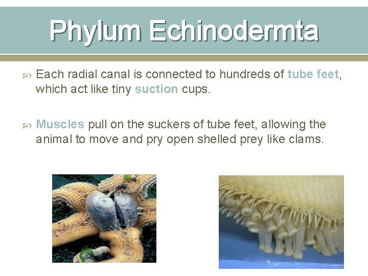 Phylum Echinodermata Unit 4 Video Introduction Phylum Echindermata