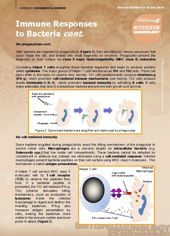 IMMUNE RESPONSES TO BACTERIA CATEGORY PATHOGENS DISEASE Immune