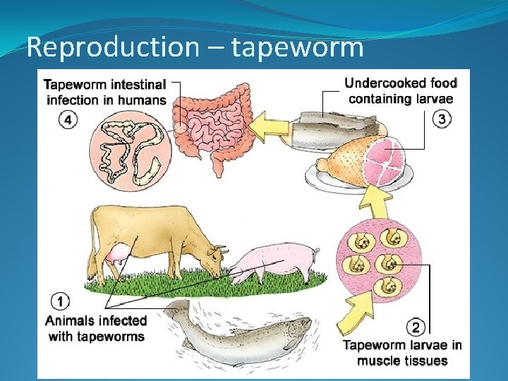 Unsegmented worms flatworms roundworms Kingdom Animalia Overview First