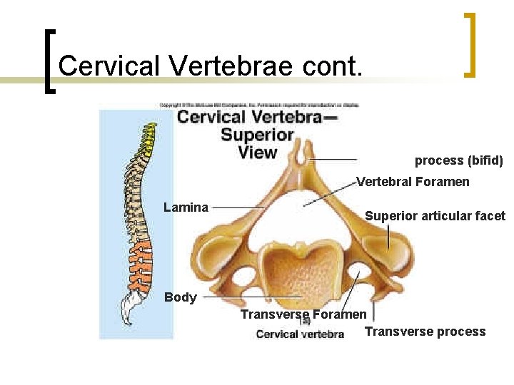 Vertebral Column The leadership instinct you are born