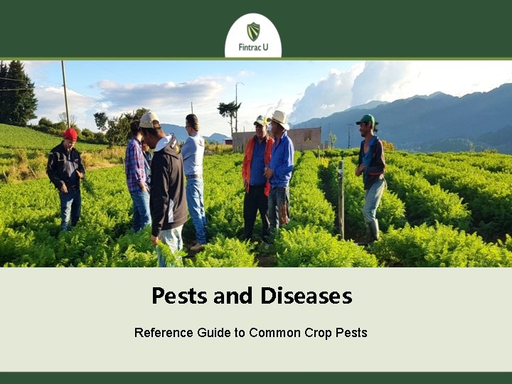 Pests and Diseases Reference Guide to Common Crop