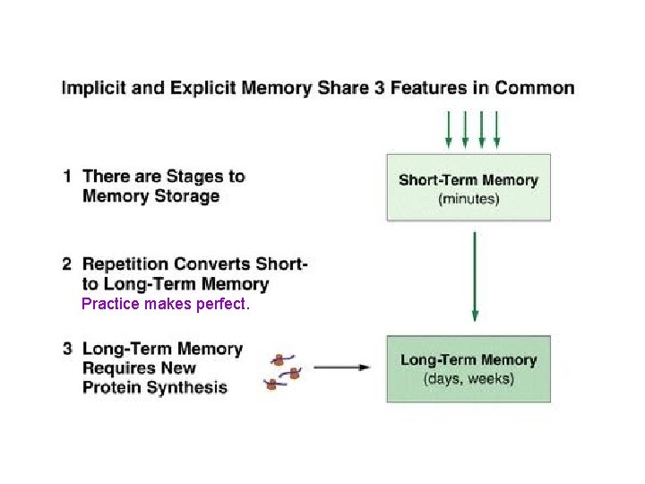 The Storage and Persistence of Memory Eric Kandel