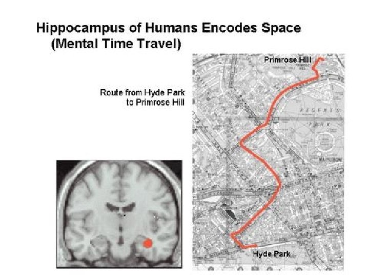 The Storage and Persistence of Memory Eric Kandel