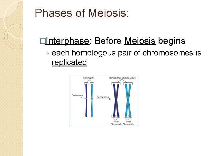 Meiosis the basis of sexual reproduction Section 6