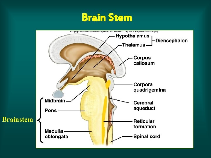 Nervous System II Meninges Ventricles CSF Spinal Cord
